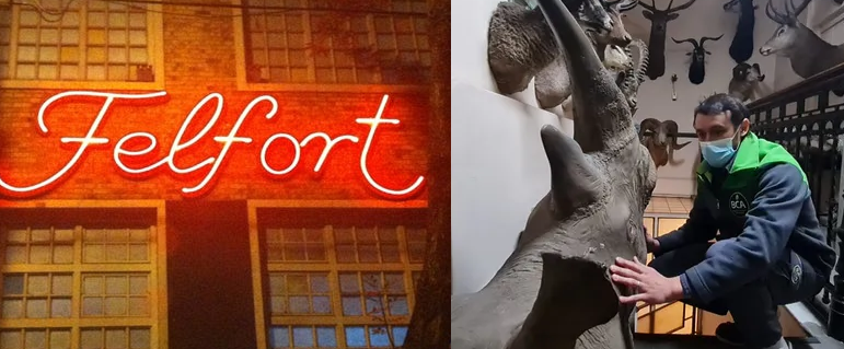 Descubren una colección de animales exóticos taxidermizados en una ...