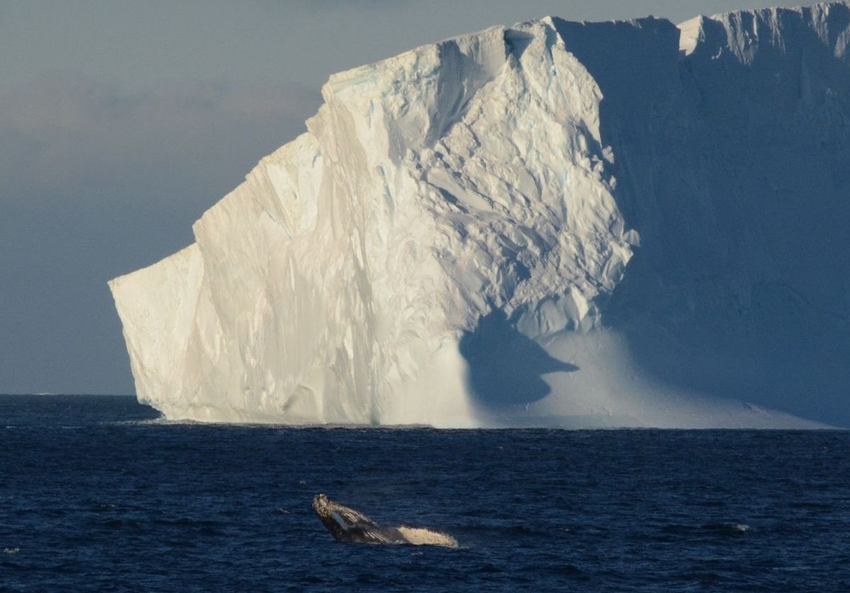 El iceberg más grande del mundo se desprendió y navega por el océano ...